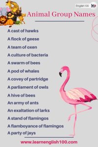 Animal Group Names: A Comprehensive Guide to the Fascinating World of ...