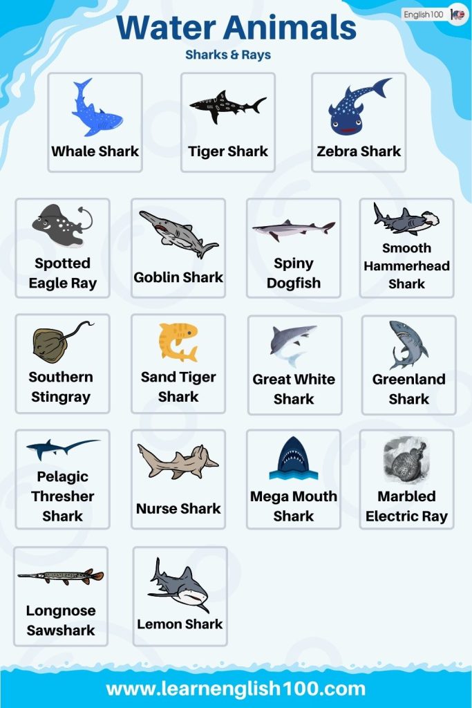 Water Animals - English 100