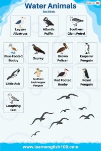 Water Animals - English 100