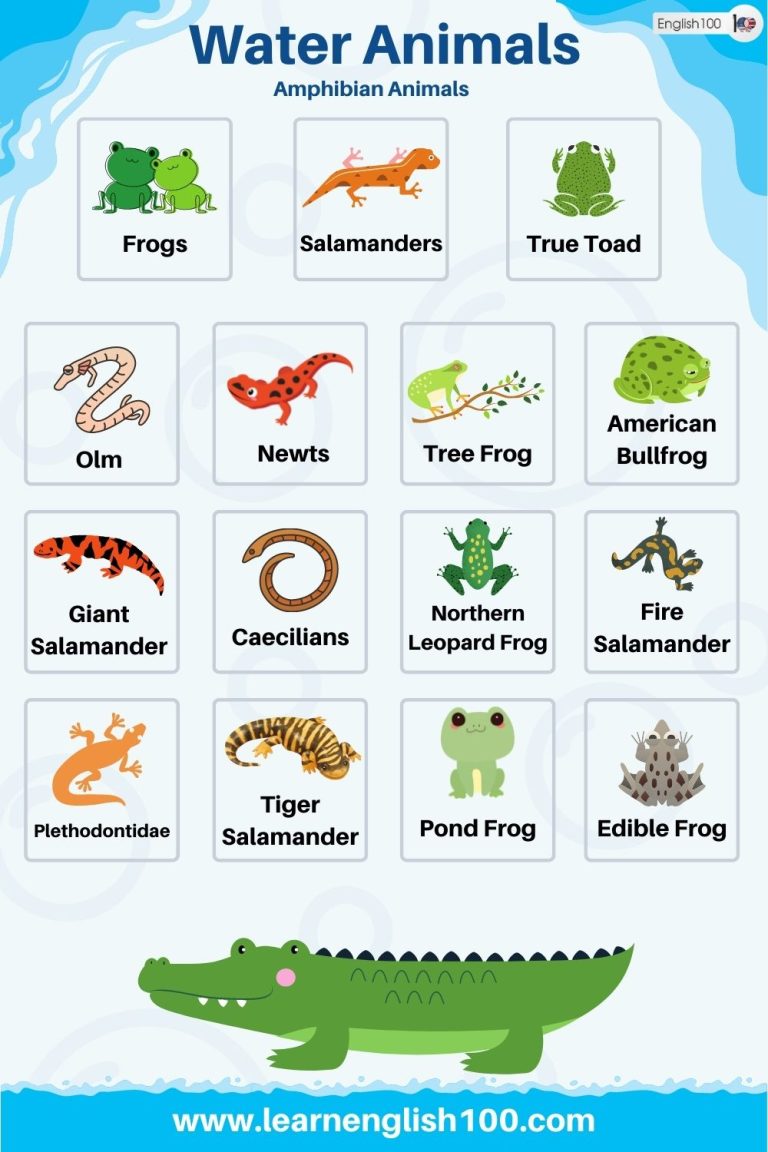 Water Animals - English 100